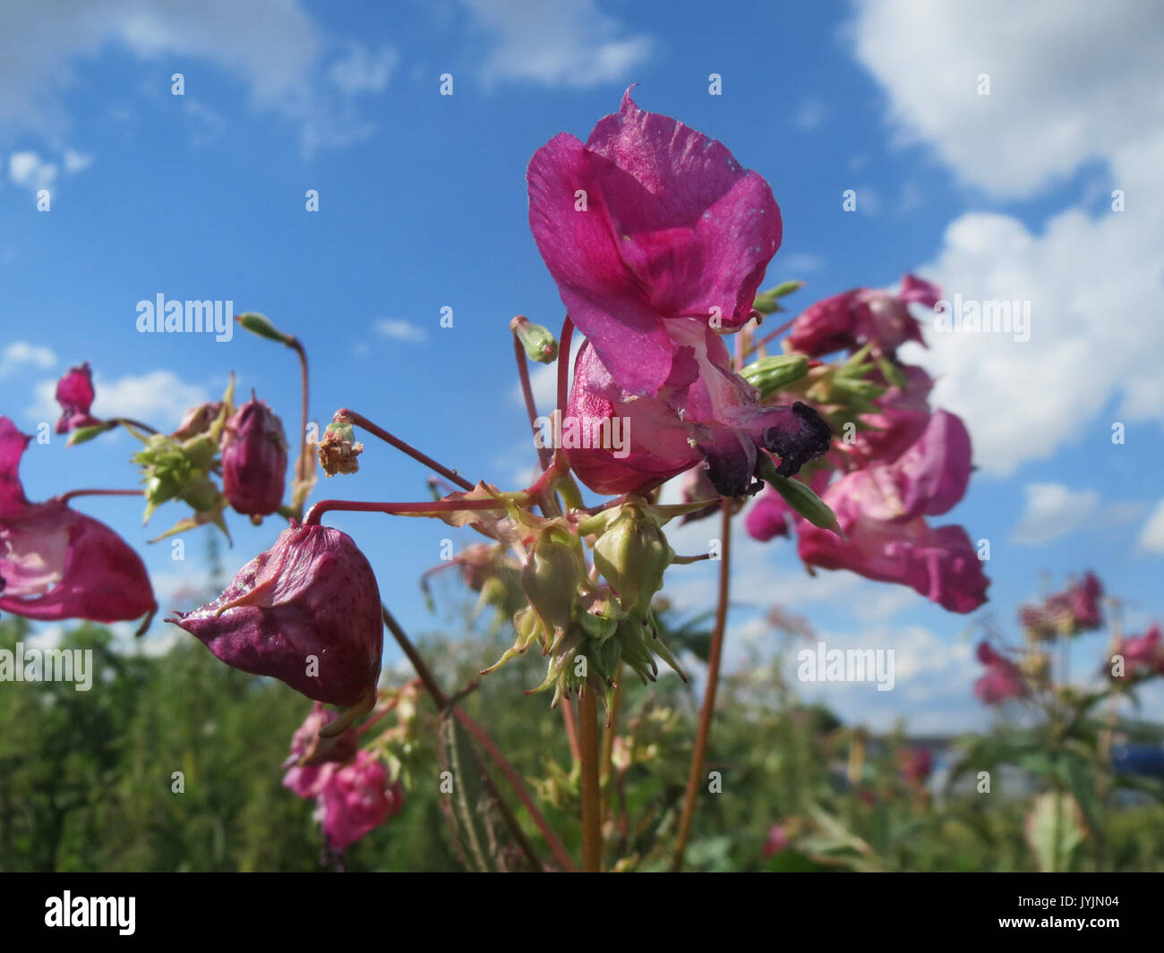 Mechanism of explosive seed dispersal hi-res stock photography and images - Alamy