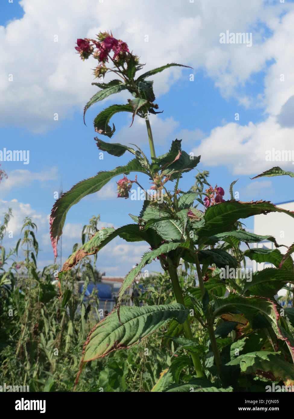 Himalayan wetlands hi-res stock photography and images - Alamy
