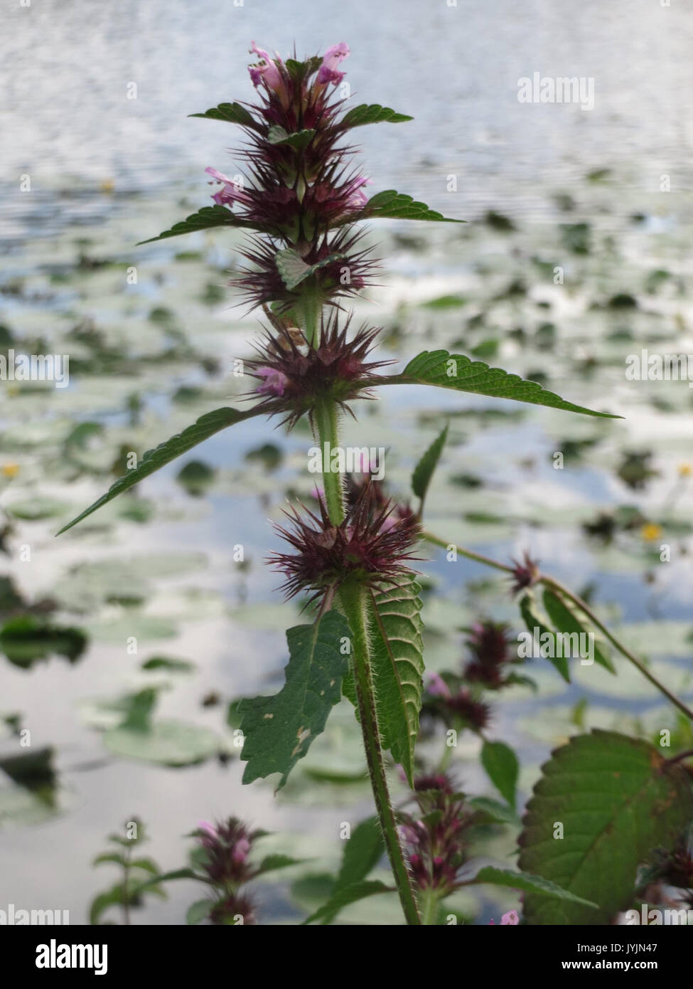 Nettle identification hi-res stock photography and images - Alamy