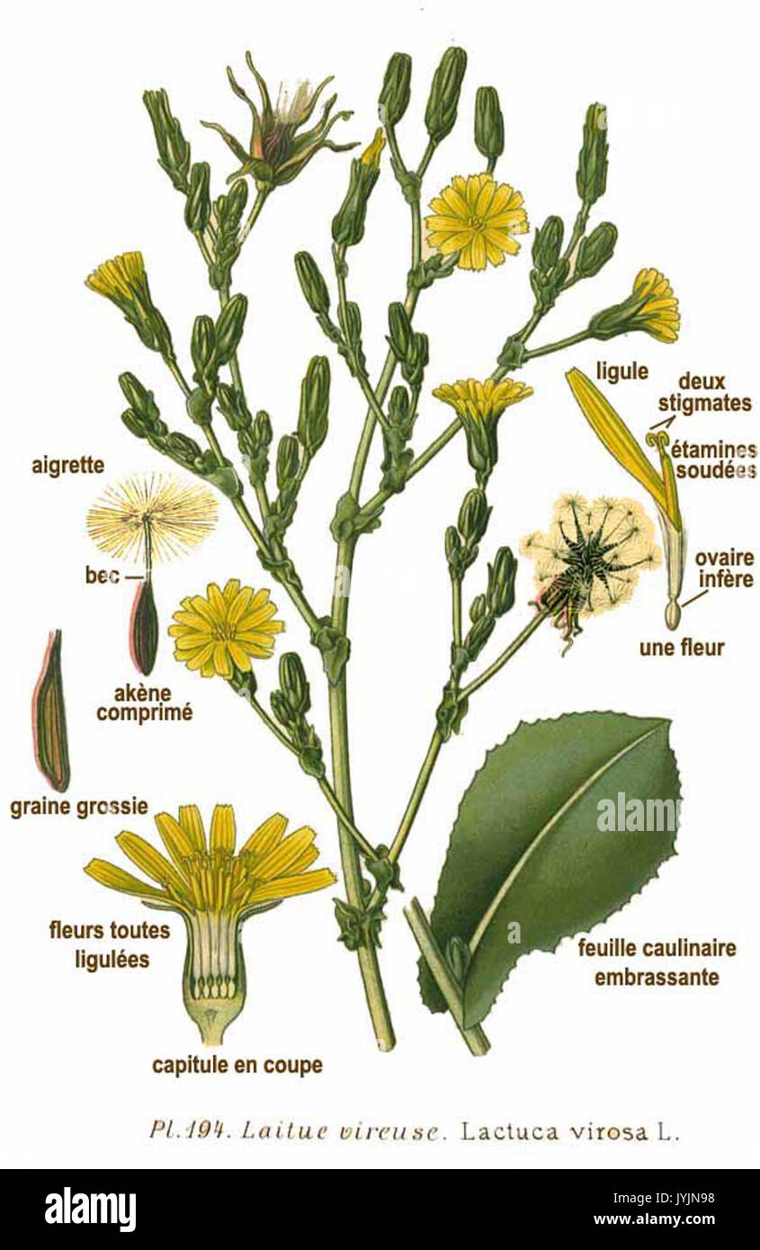 194 Lactuca virosa L Stock Photo - Alamy