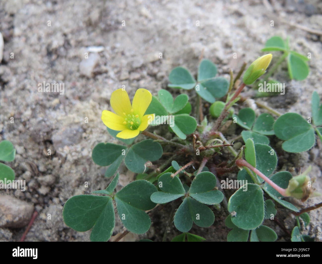 Oxalis corniculata weed hi-res stock photography and images - Alamy