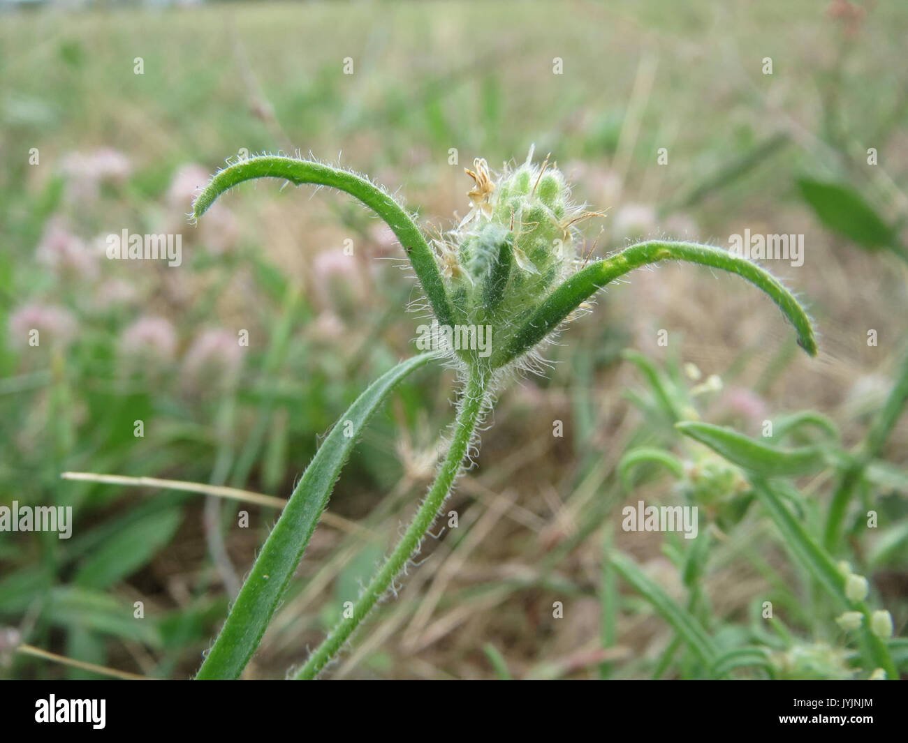 Plantain roots hi-res stock photography and images - Alamy