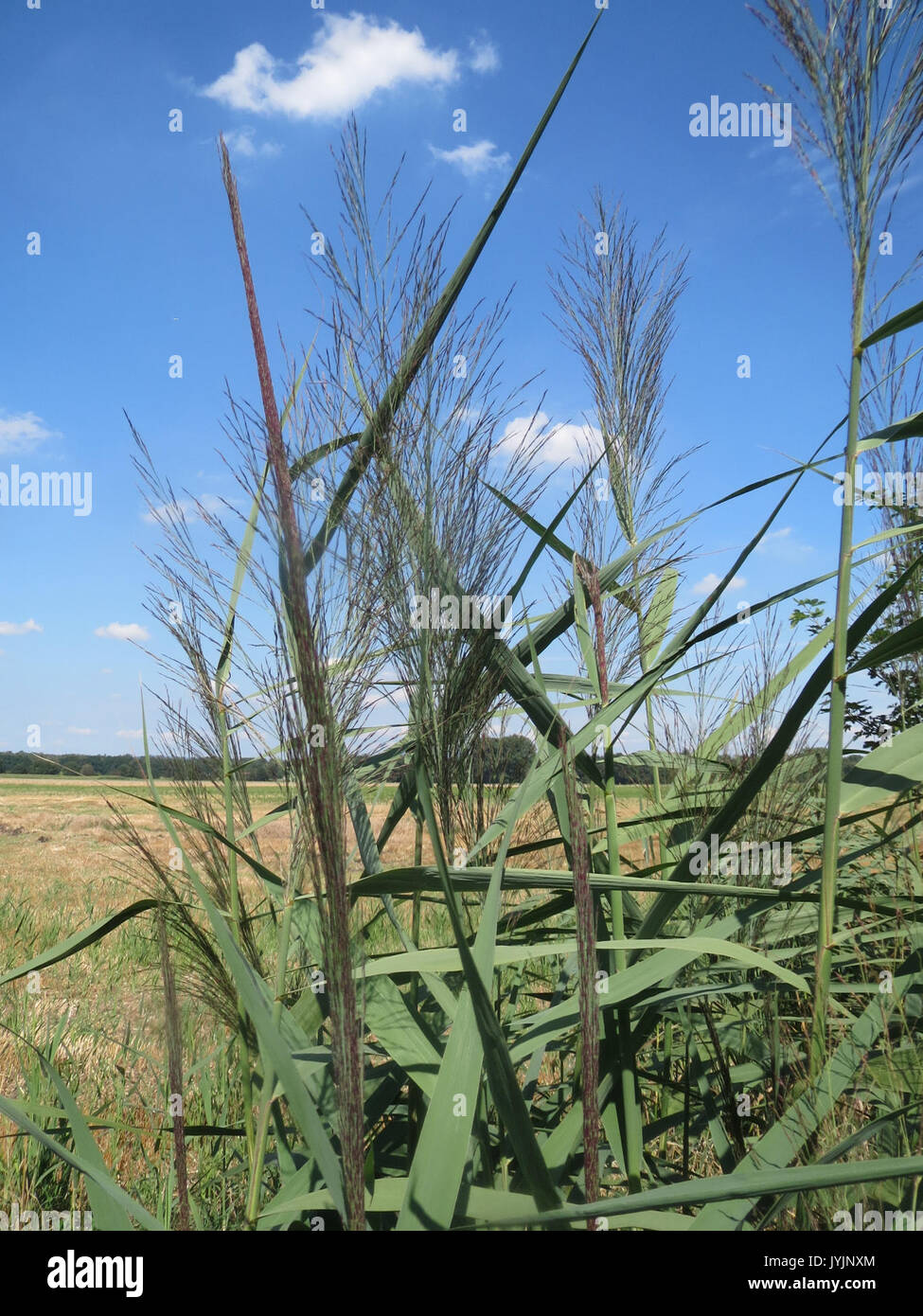 Common reed invasive plant species hi-res stock photography and images ...