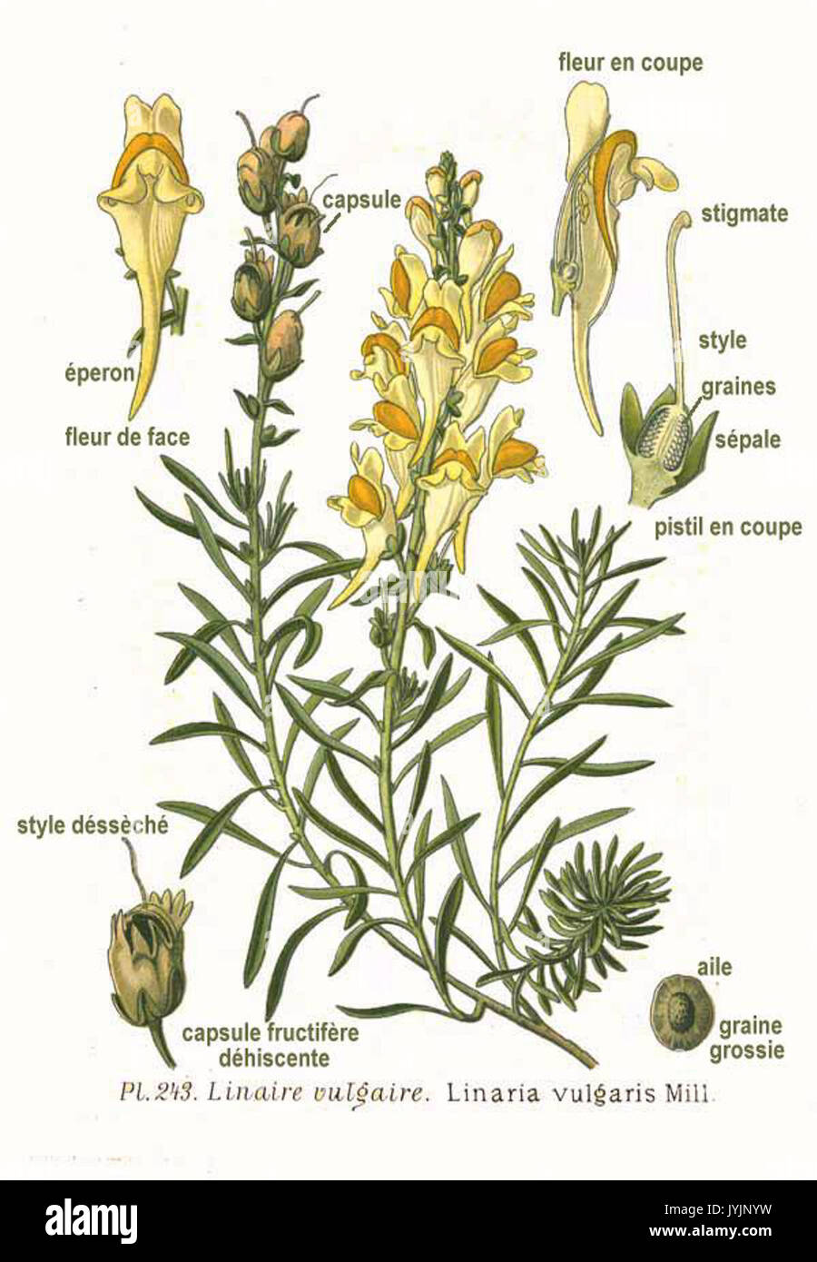 Linaria vulgaris linaria vulgaris Cut Out Stock Images & Pictures - Alamy