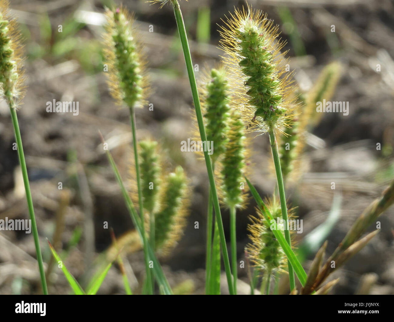 Setaria seed hi-res stock photography and images - Alamy