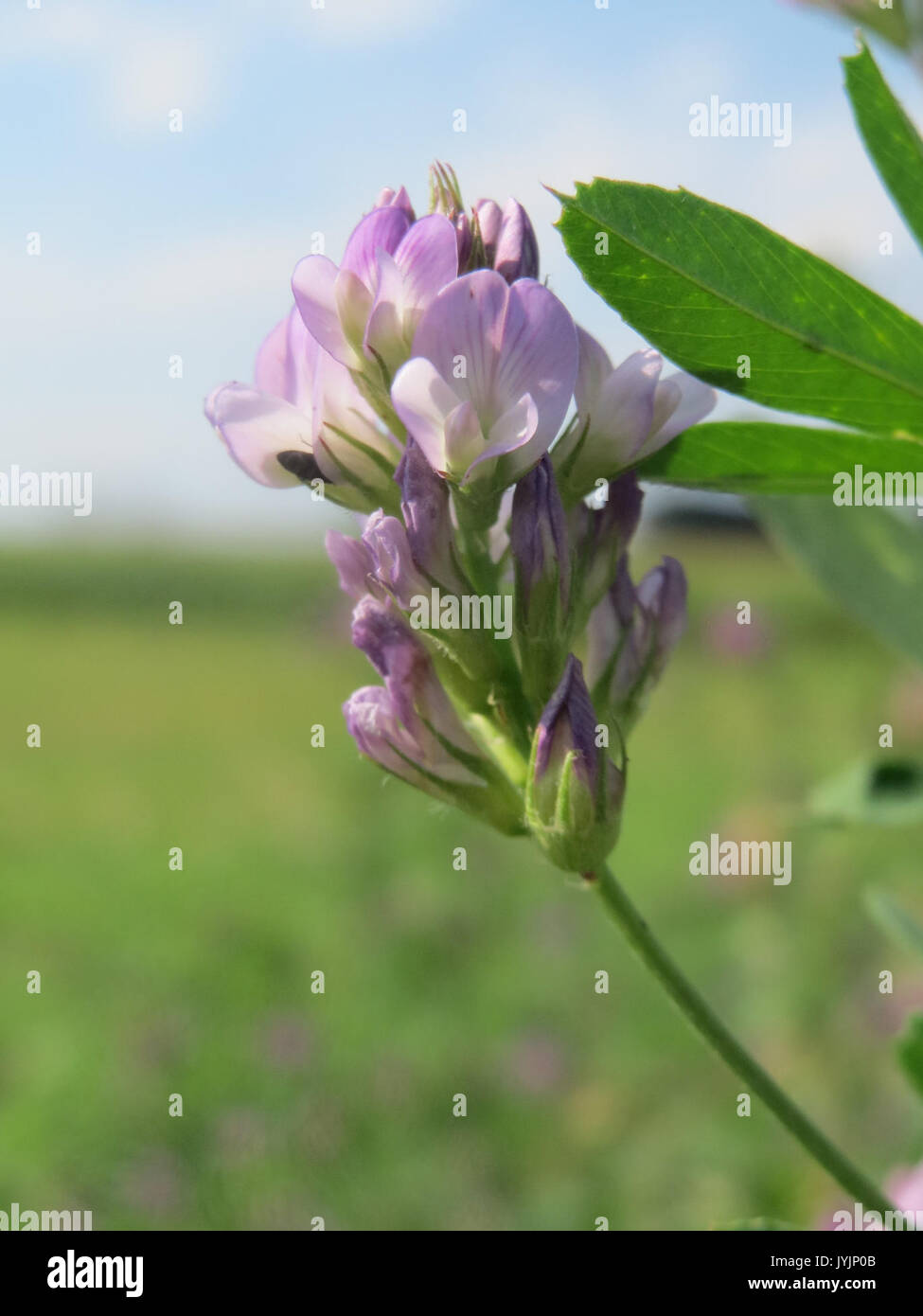 Protein rich forage hi-res stock photography and images - Alamy