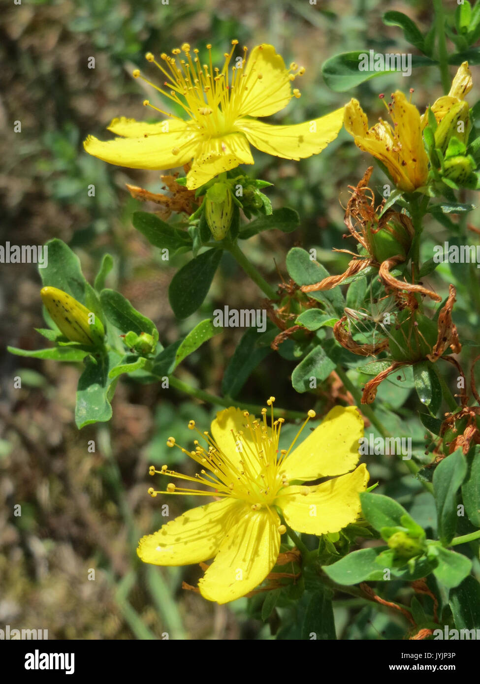 A detailed study of Hypericum perforatum, commonly known as St. John's ...