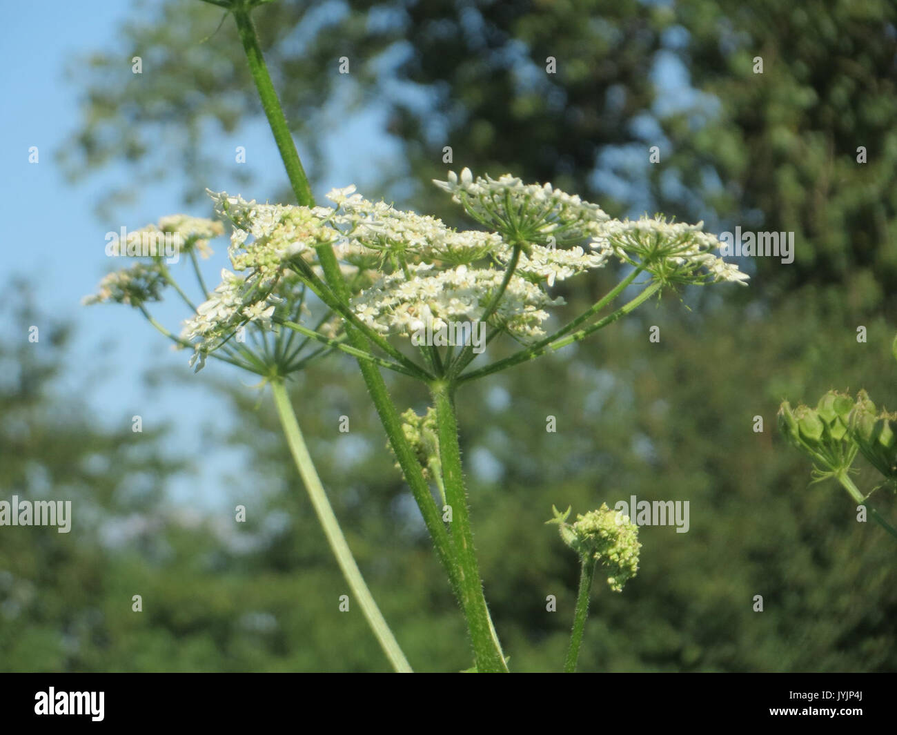 Hogweed identification hi-res stock photography and images - Alamy