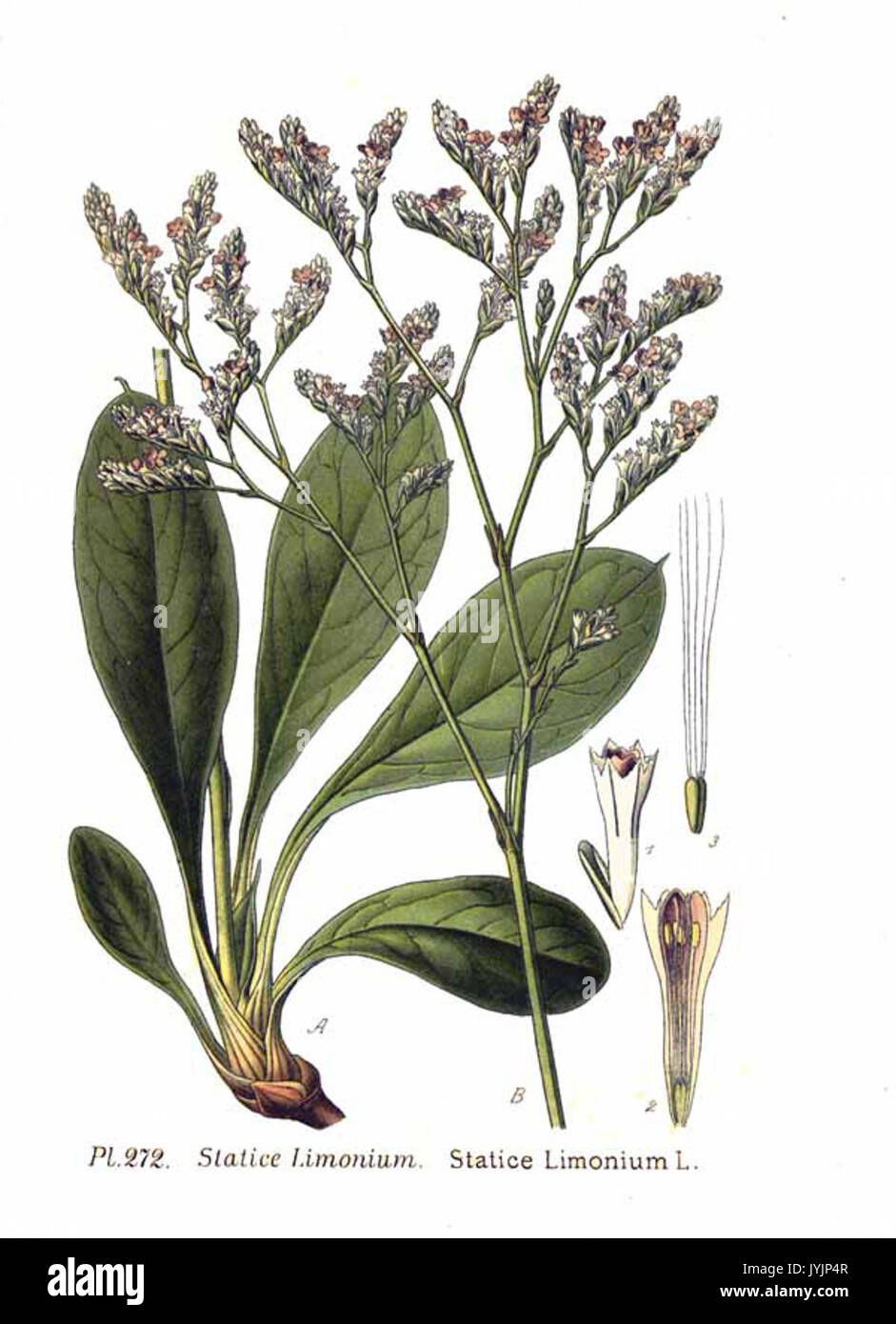 Statice limonium Cut Out Stock Images & Pictures - Alamy