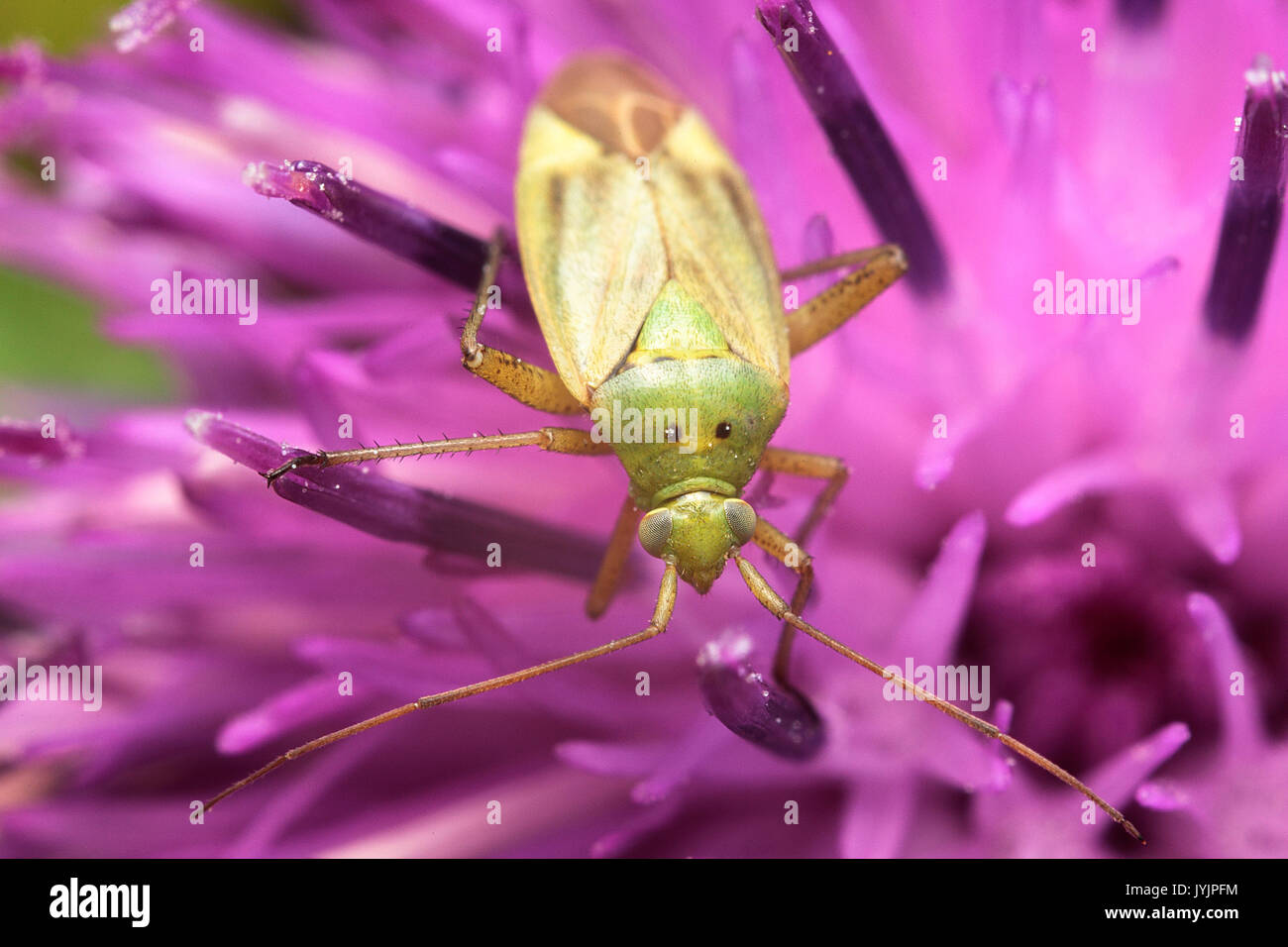 Spiracle insect hi-res stock photography and images - Alamy