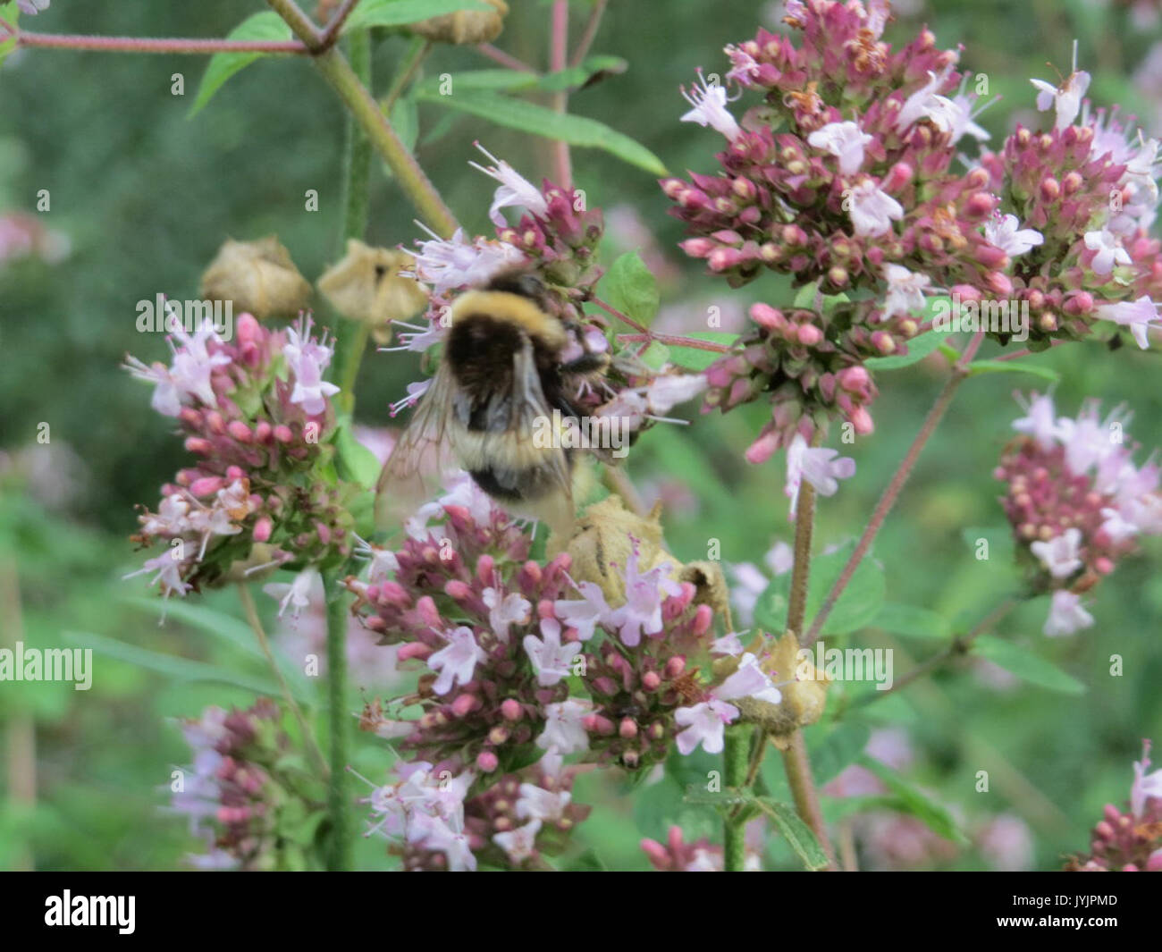 Oregano genus origanum hi-res stock photography and images - Alamy