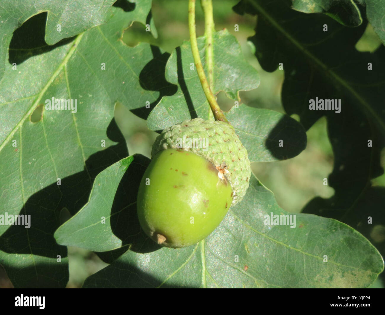 Quercus genus hi-res stock photography and images - Alamy