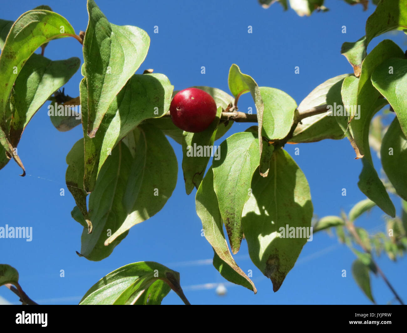 A photograph of Cornus mas, the Cornelian cherry tree, highlighting its ...