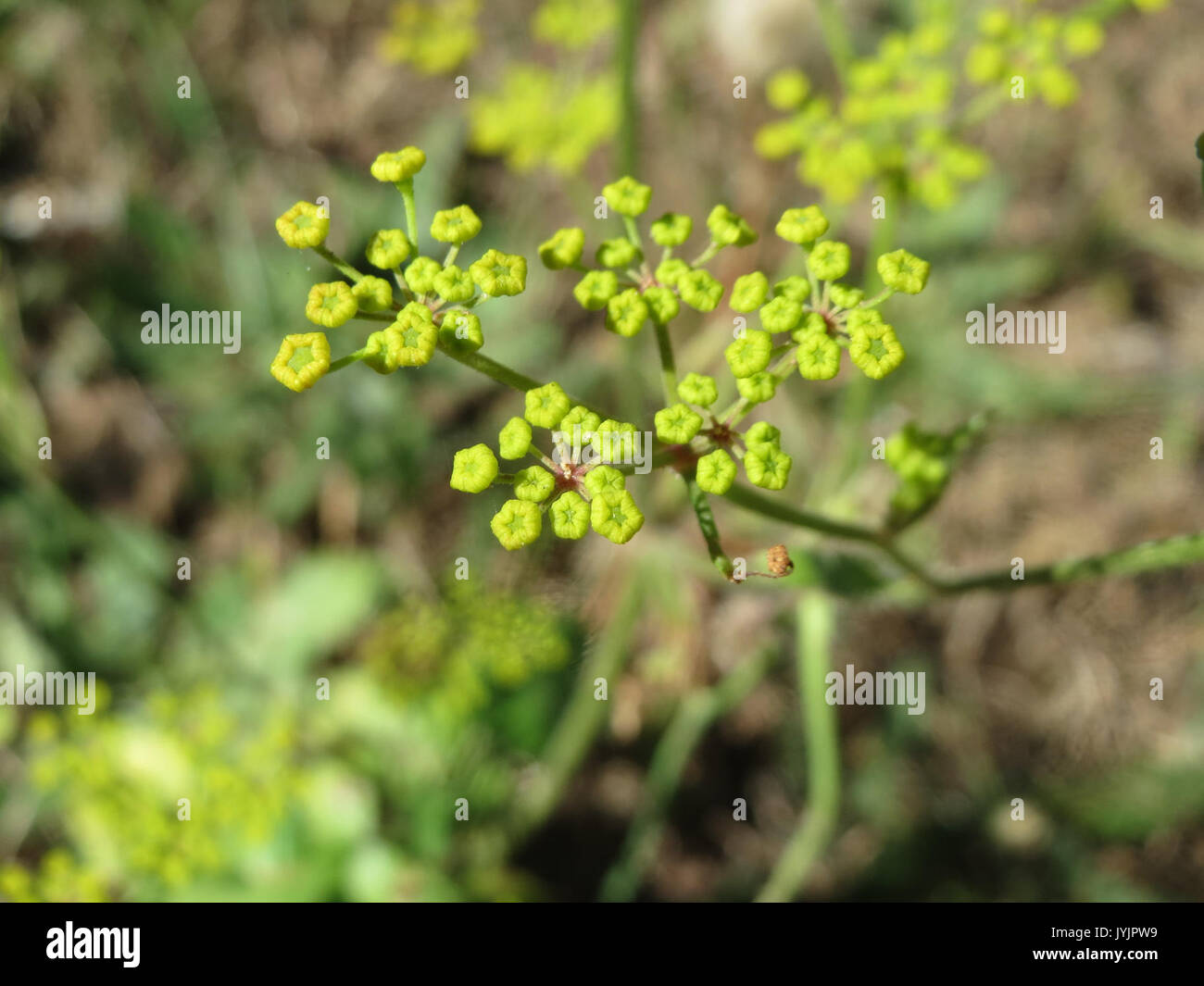Taproot plant hi-res stock photography and images - Alamy
