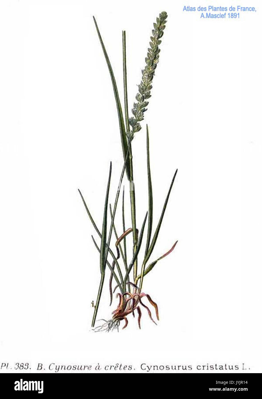 383 Cynosurus cristatus L Stock Photo - Alamy