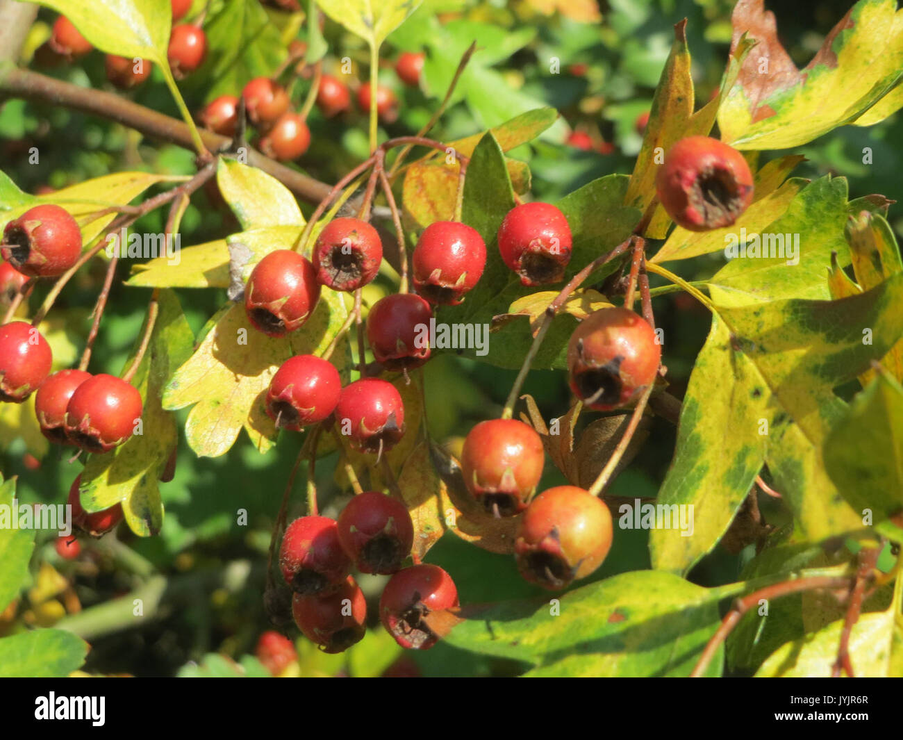 Crataegus monogyna known common hi-res stock photography and images - Alamy