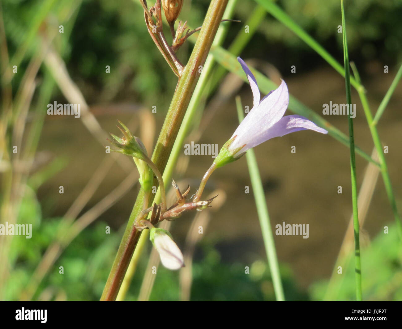 Rapunculus hi-res stock photography and images - Alamy
