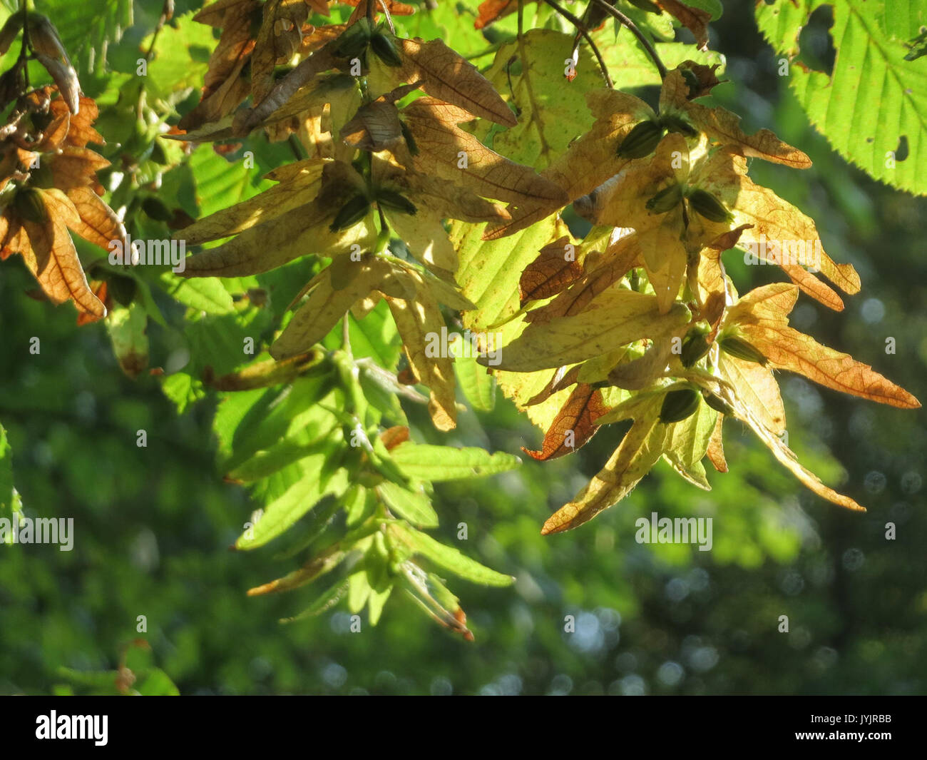 Hornbeam variety hi-res stock photography and images - Alamy