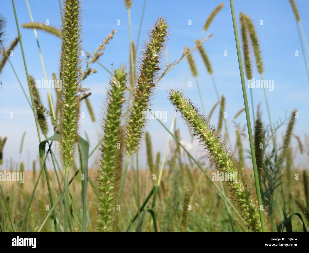 Setaria seed hi-res stock photography and images - Alamy