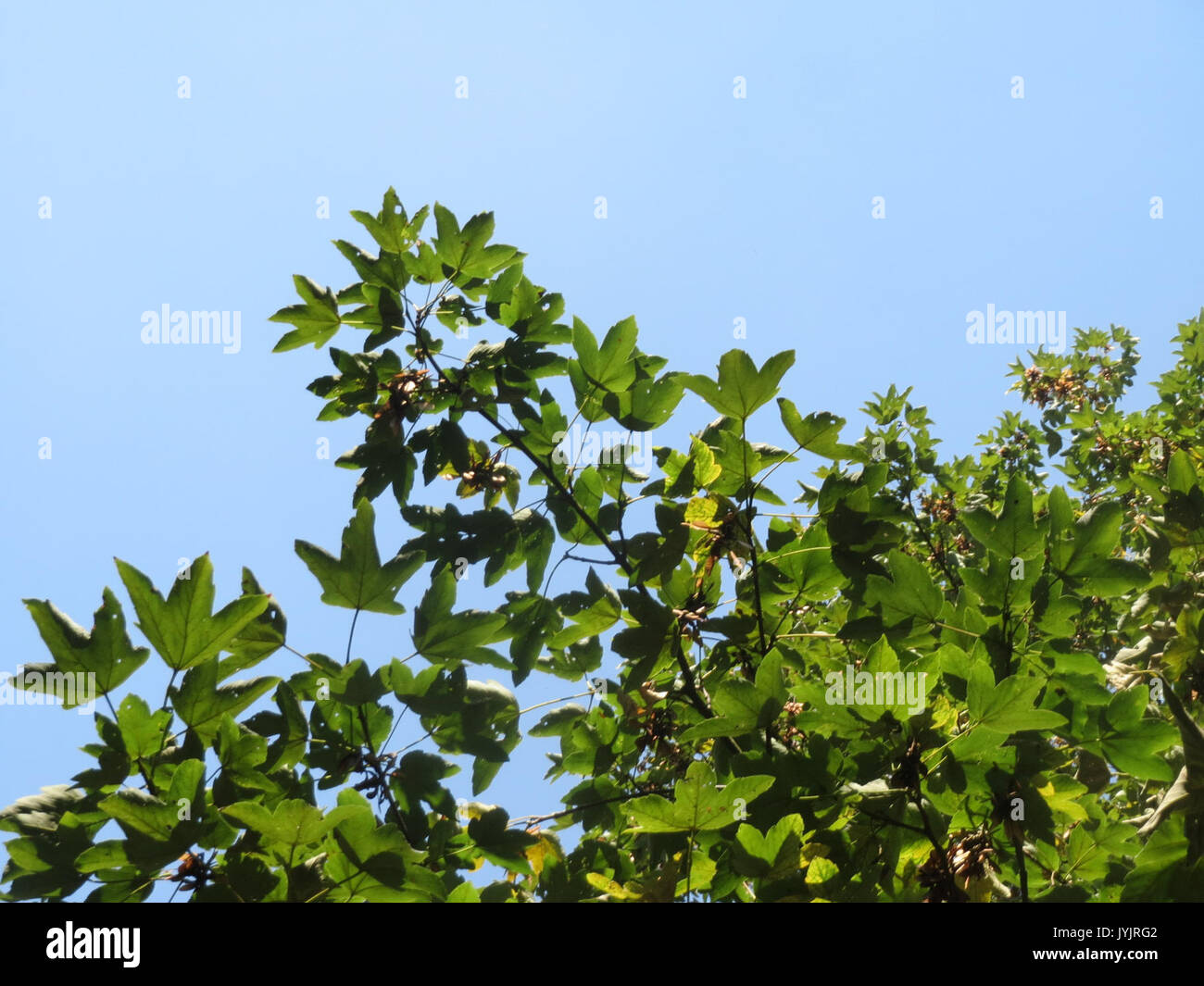 Sycamore botanical illustration hi-res stock photography and images - Alamy