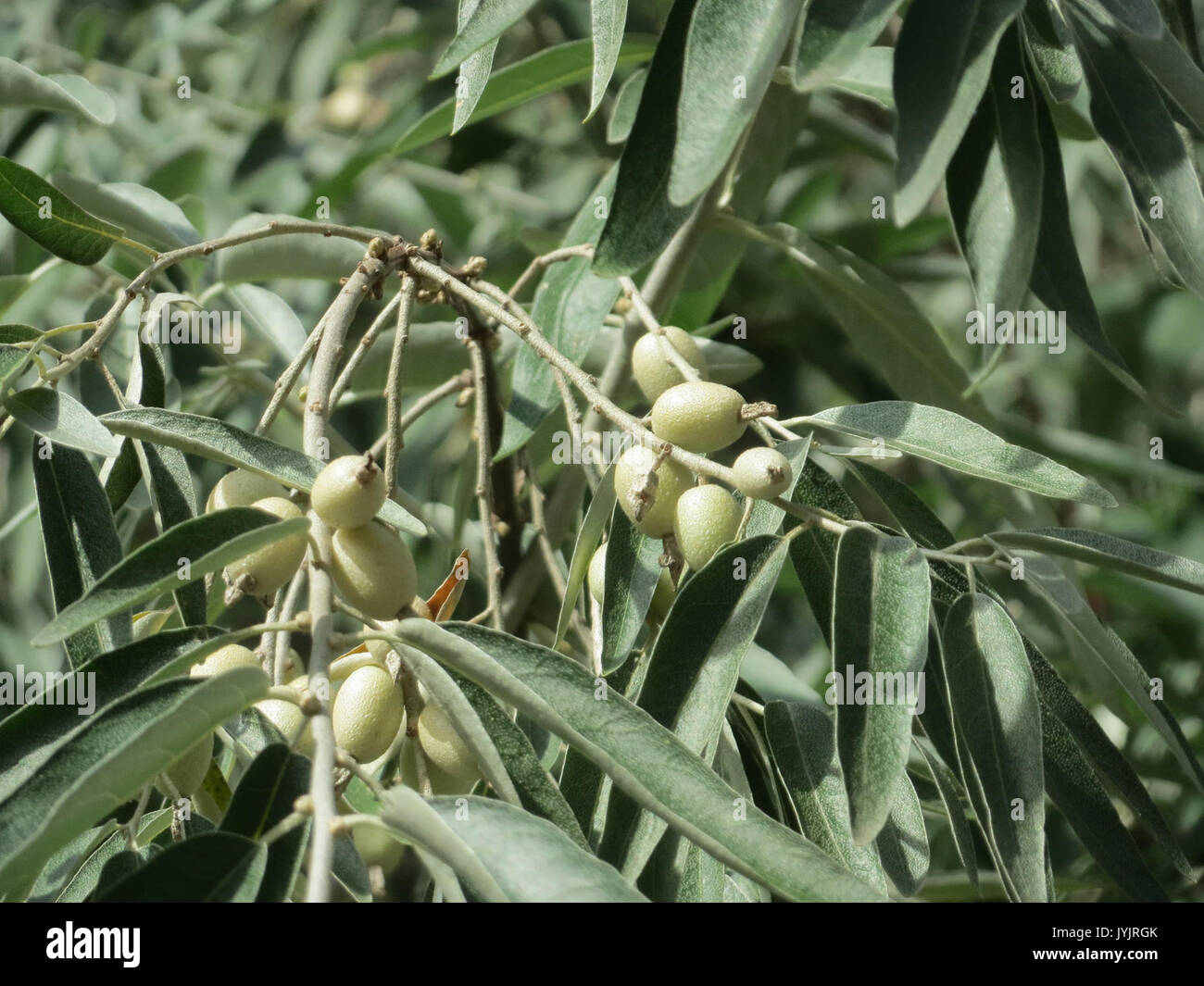 Olive anatomy hi-res stock photography and images - Alamy