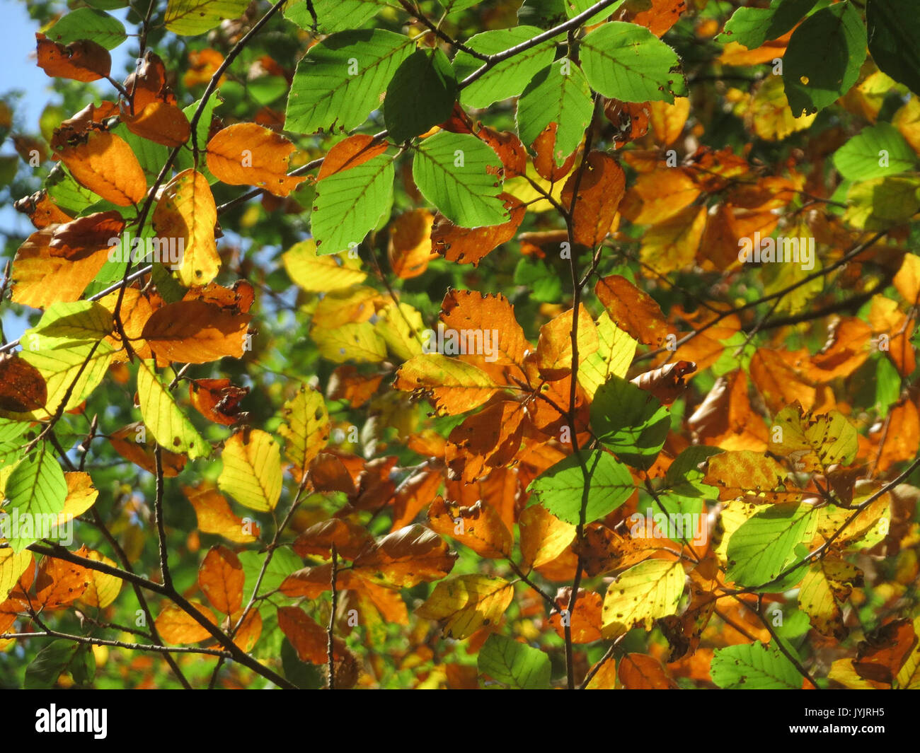 Fagaceae tree hi-res stock photography and images - Alamy
