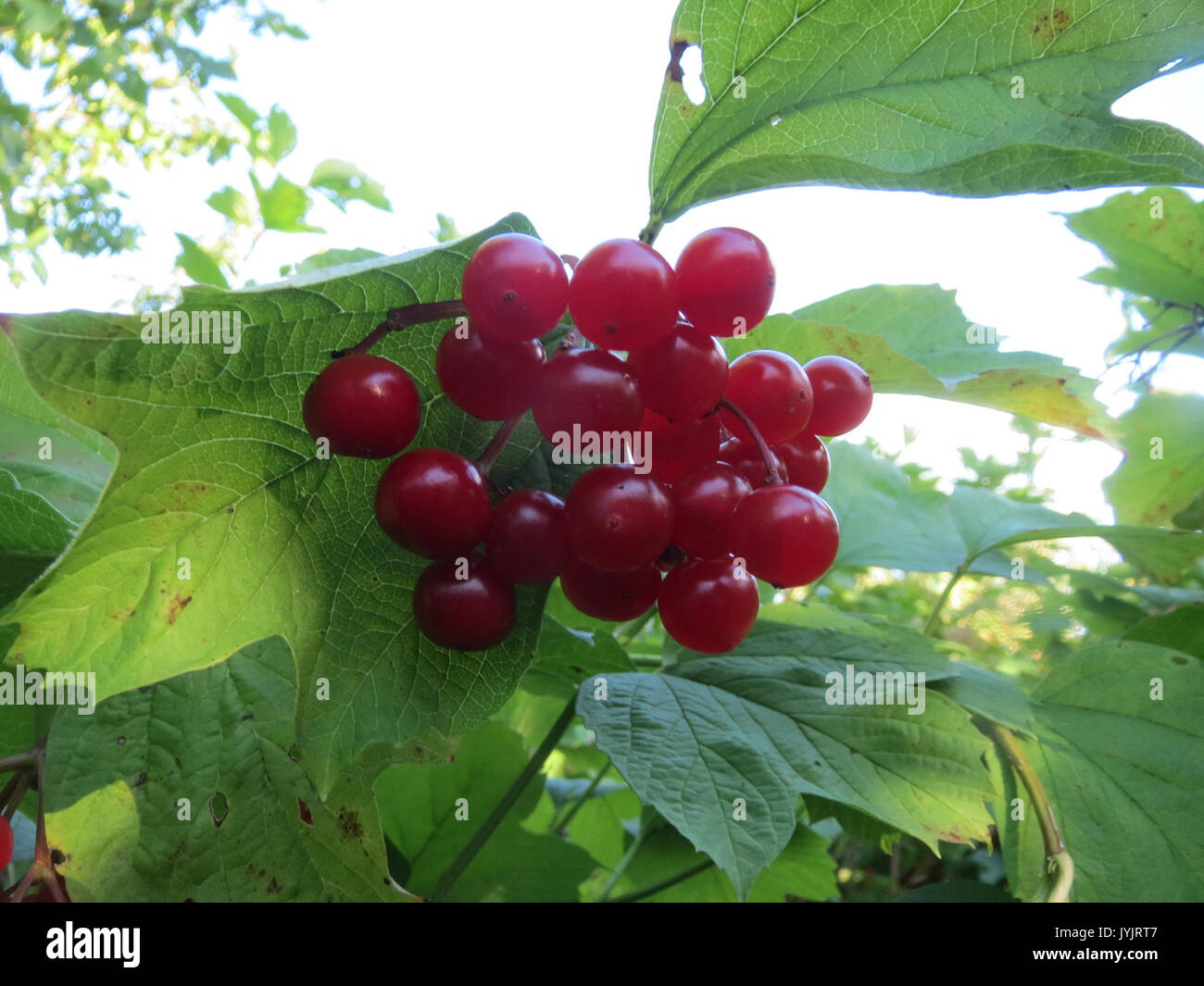 Opulus hi-res stock photography and images - Alamy