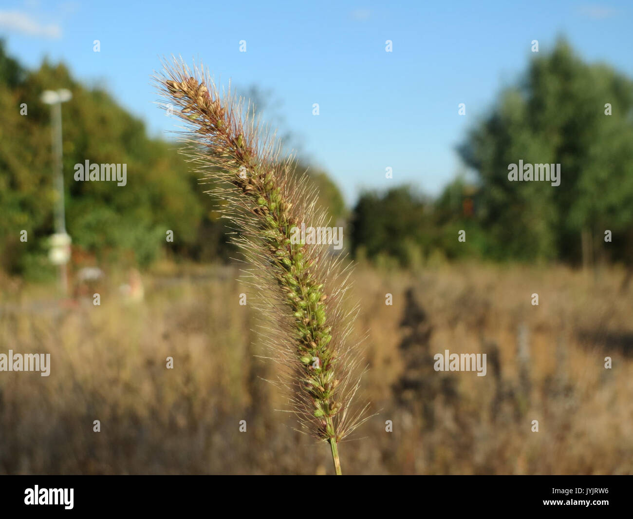 A close-up image of Setaria pumila, a species of grass commonly known ...