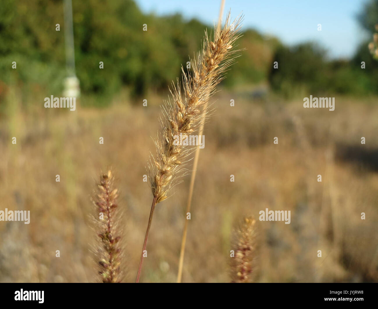 Setaria seed hi-res stock photography and images - Alamy