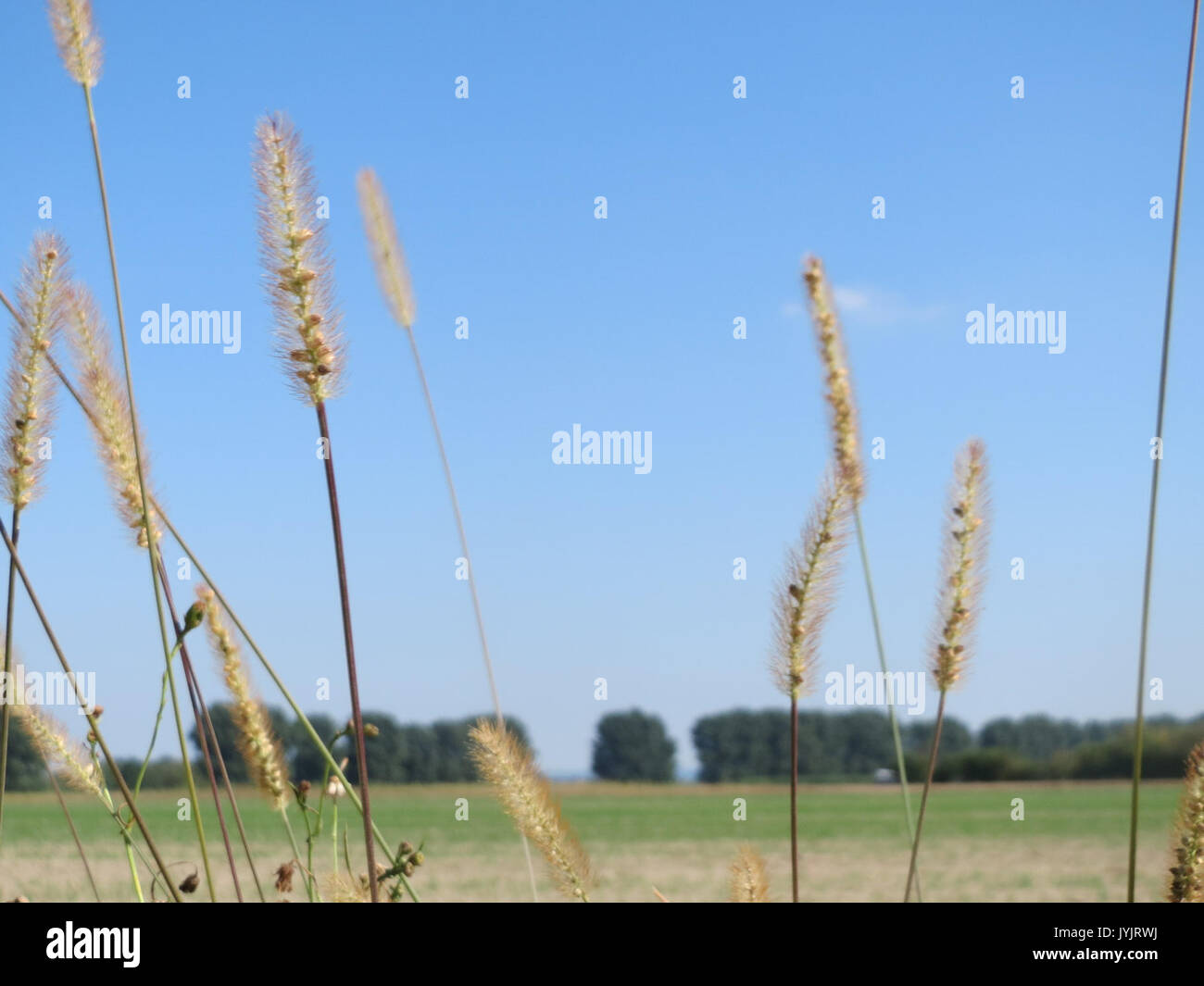 Common foxtail foxtail field foxtail hi-res stock photography and ...