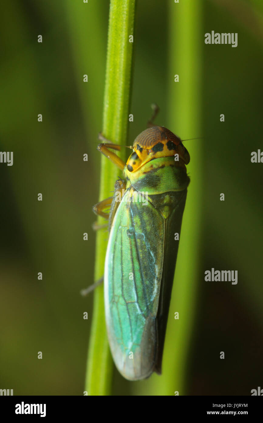 Green leafhopper hi-res stock photography and images - Alamy
