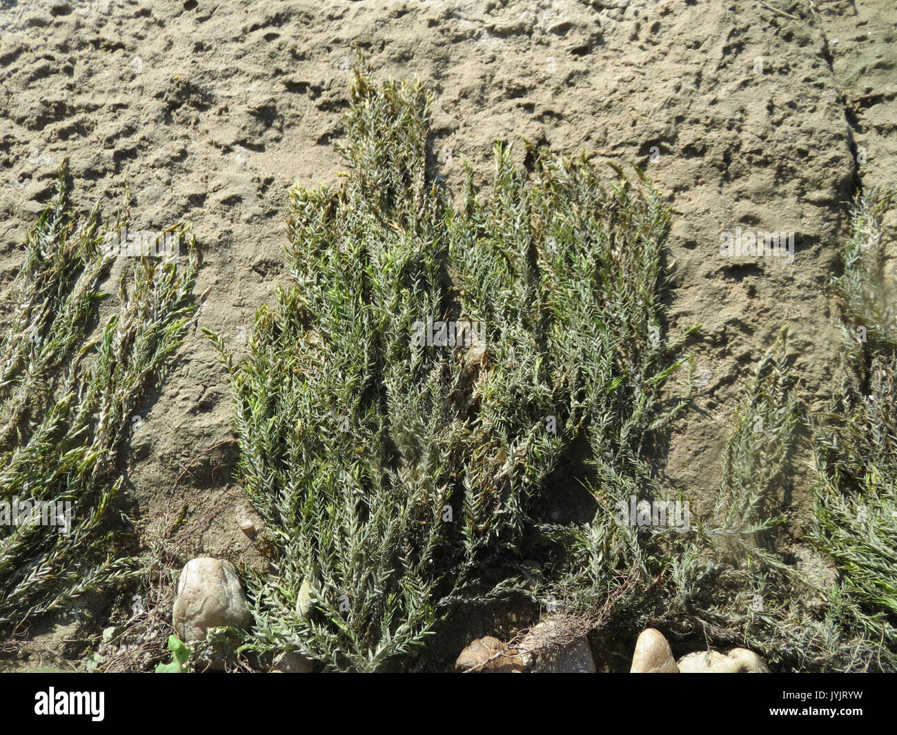 Fontinalis antipyretica water moss hi-res stock photography and images ...