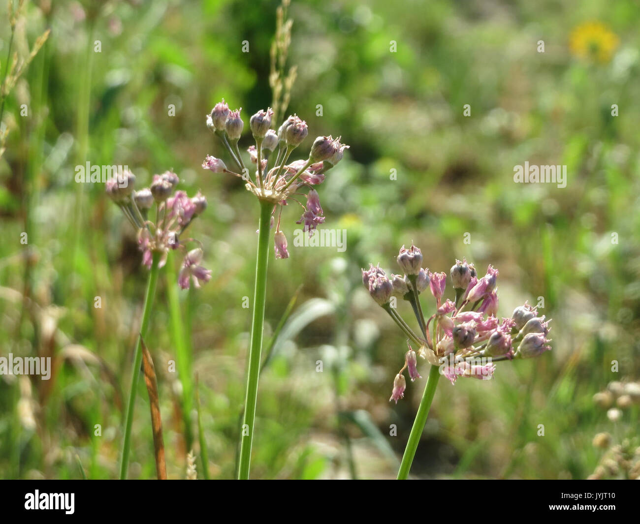 Diversity of onion species hi-res stock photography and images - Alamy