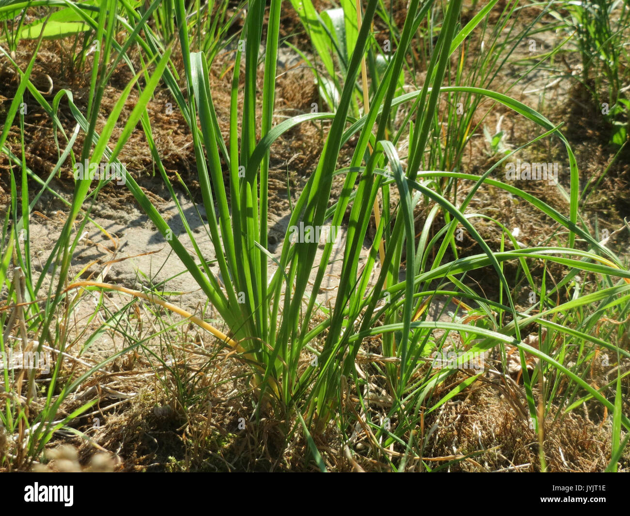 Diversity of onion species hi-res stock photography and images - Alamy