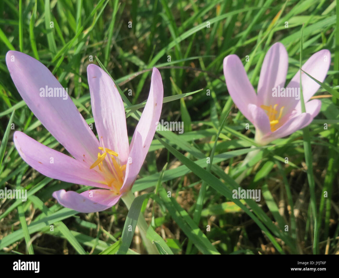 Colchicum genus hi-res stock photography and images - Alamy