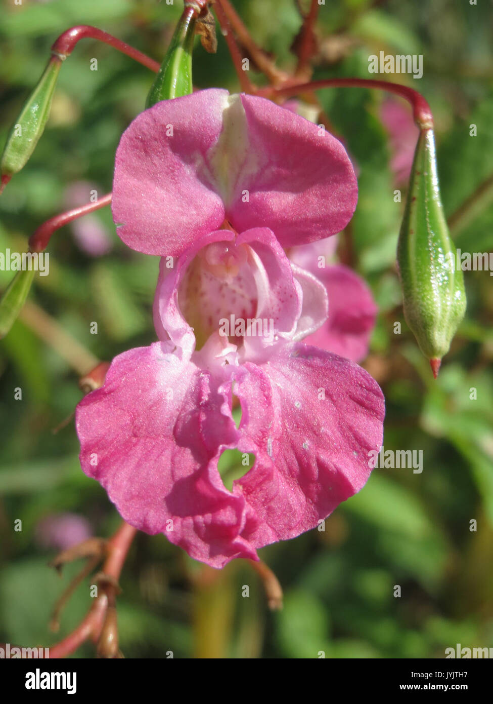 Himalayan wetlands hi-res stock photography and images - Alamy