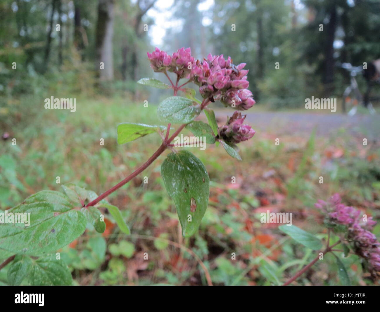 Common origanum origanum vulgare hi-res stock photography and images ...