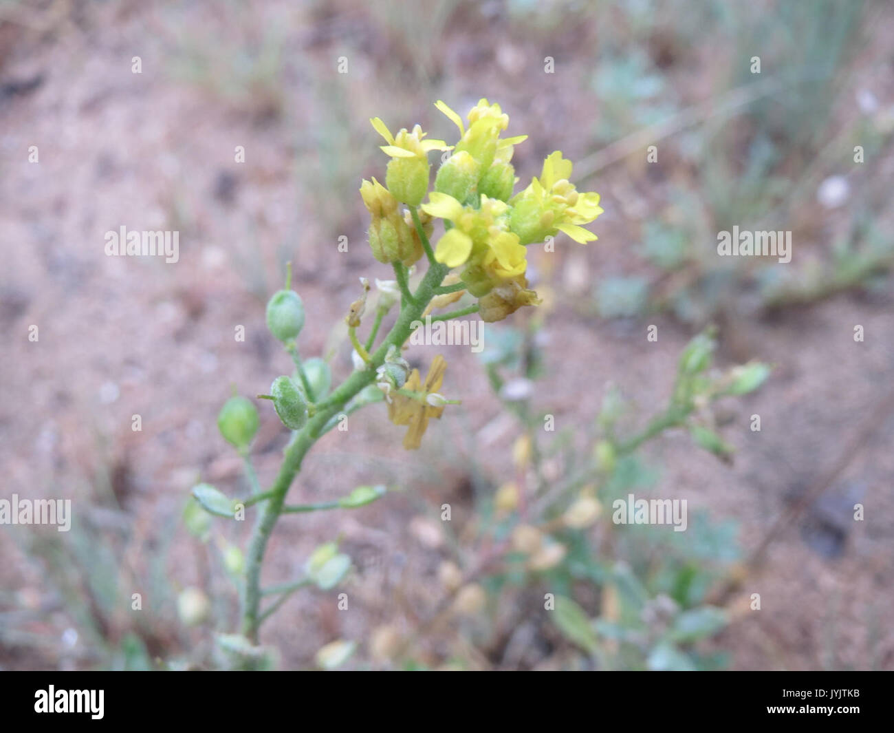 Limestone tolerant plants hi-res stock photography and images - Alamy