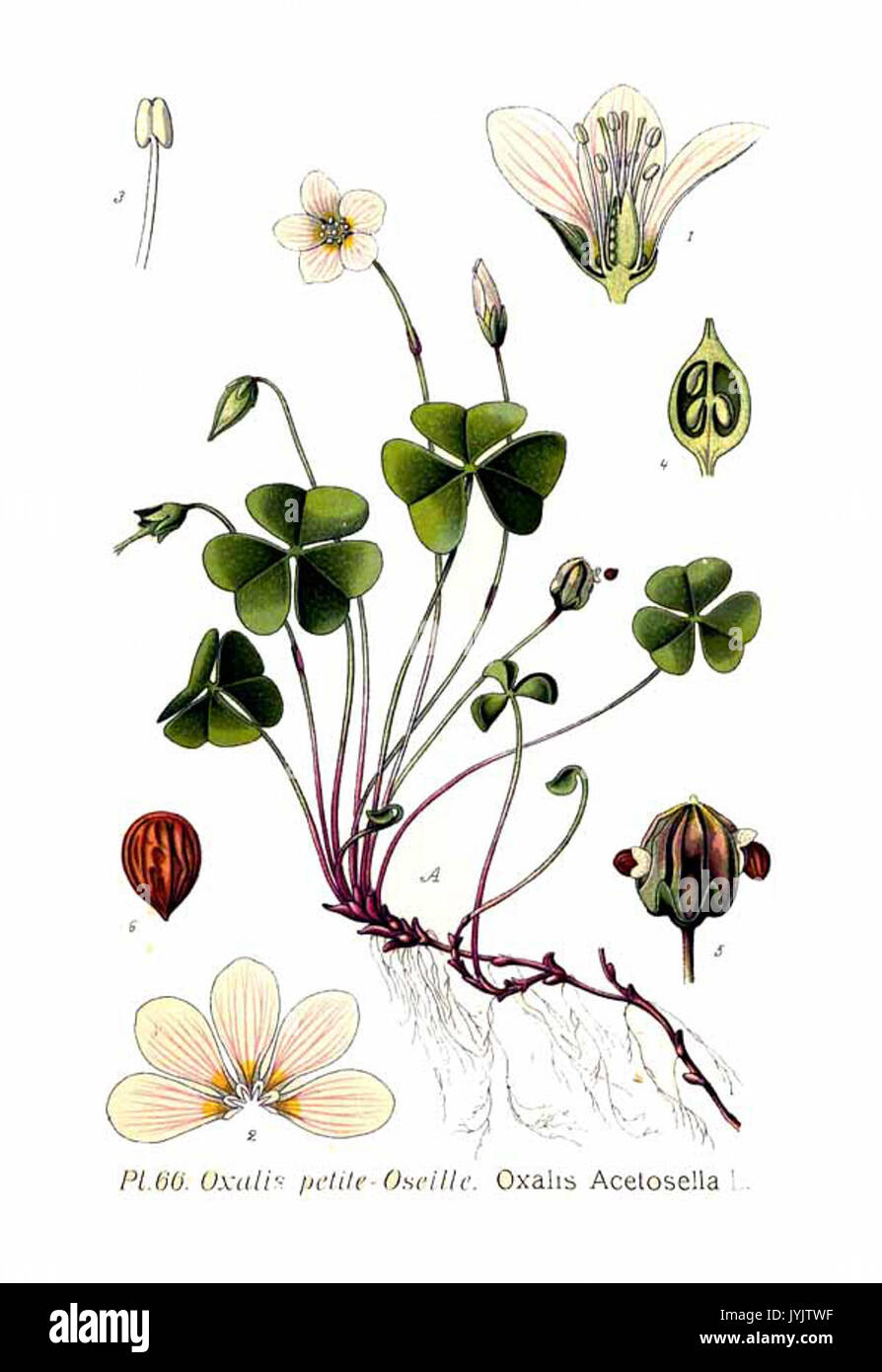 Oxalis acetosella l hi-res stock photography and images - Alamy