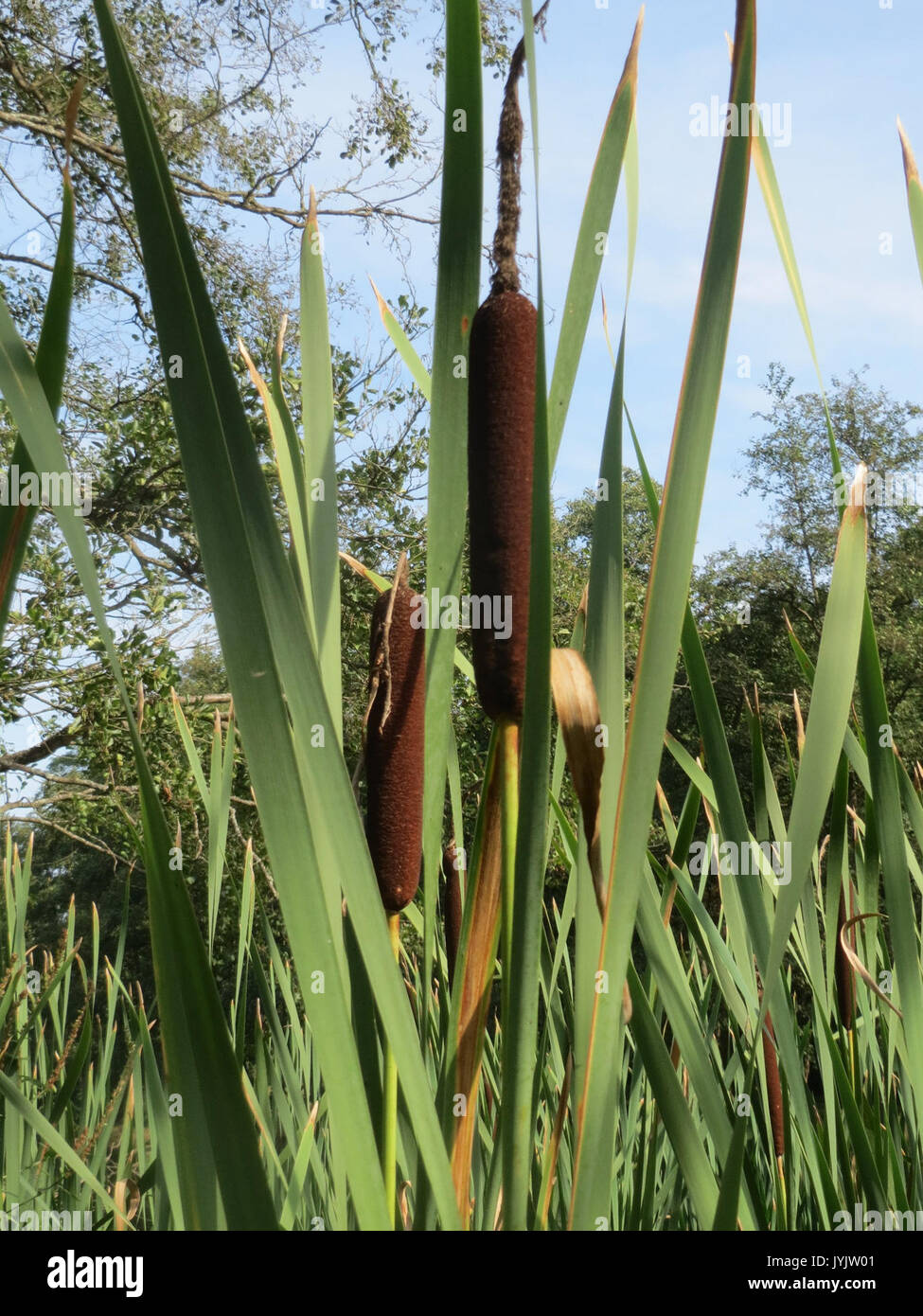 Typha species hi-res stock photography and images - Alamy