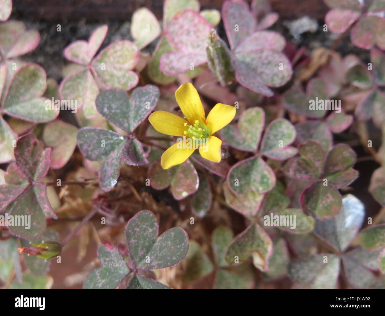 Oxalis corniculata weed hi-res stock photography and images - Alamy