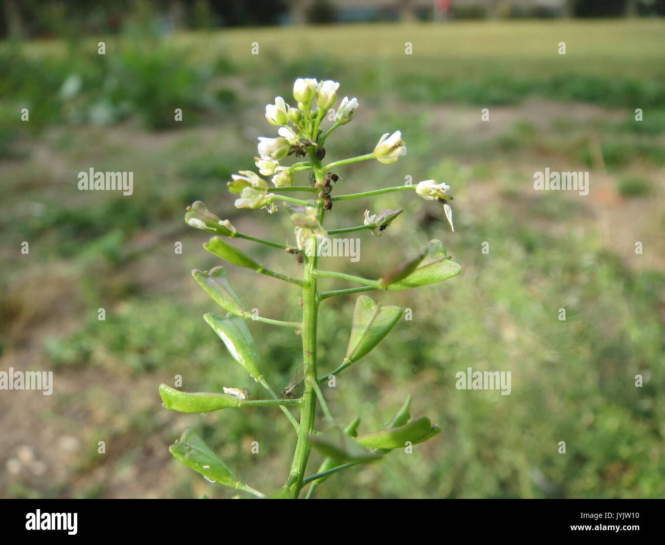 Capsella bursa pastoris seed hi-res stock photography and images - Alamy