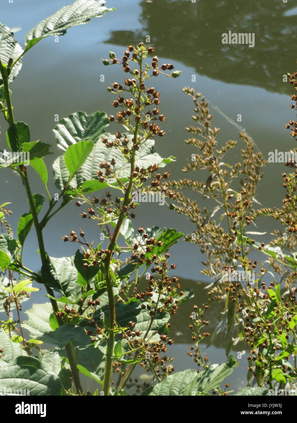 This botanical photograph features *Scrophularia nodosa*, commonly ...