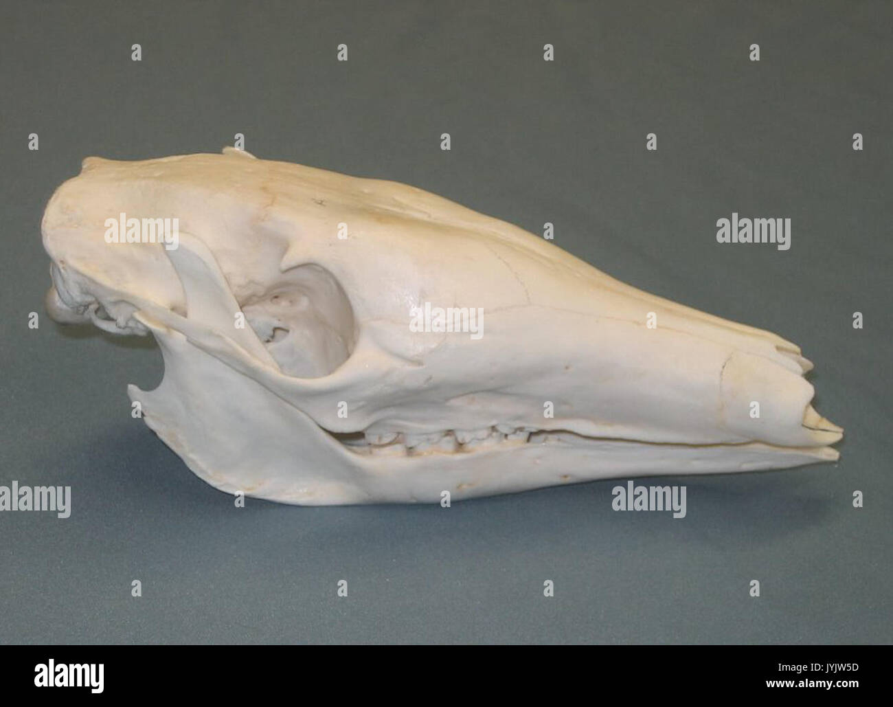 Anteater Skull