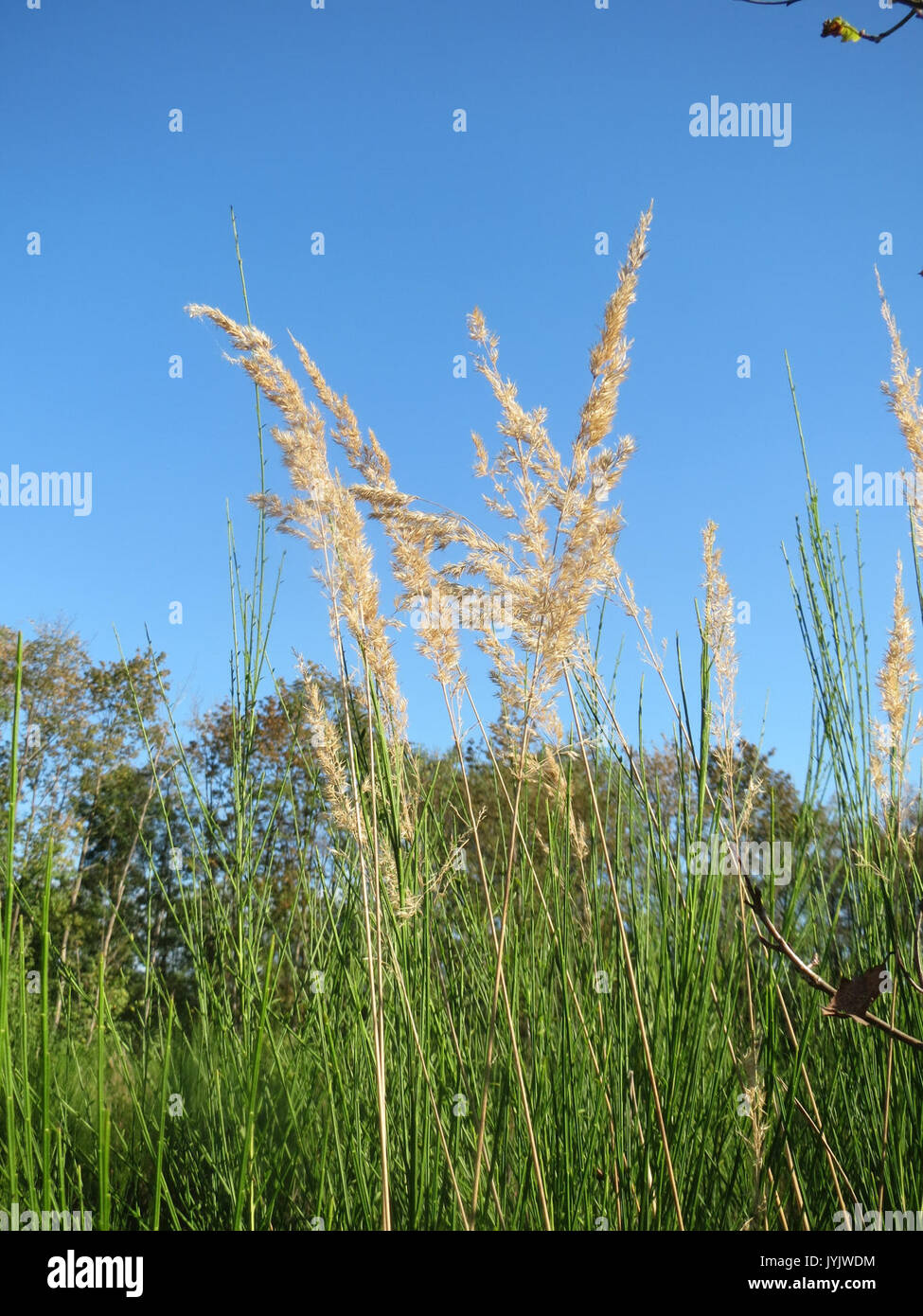 Flowering plant in the poaceae family hi-res stock photography and ...