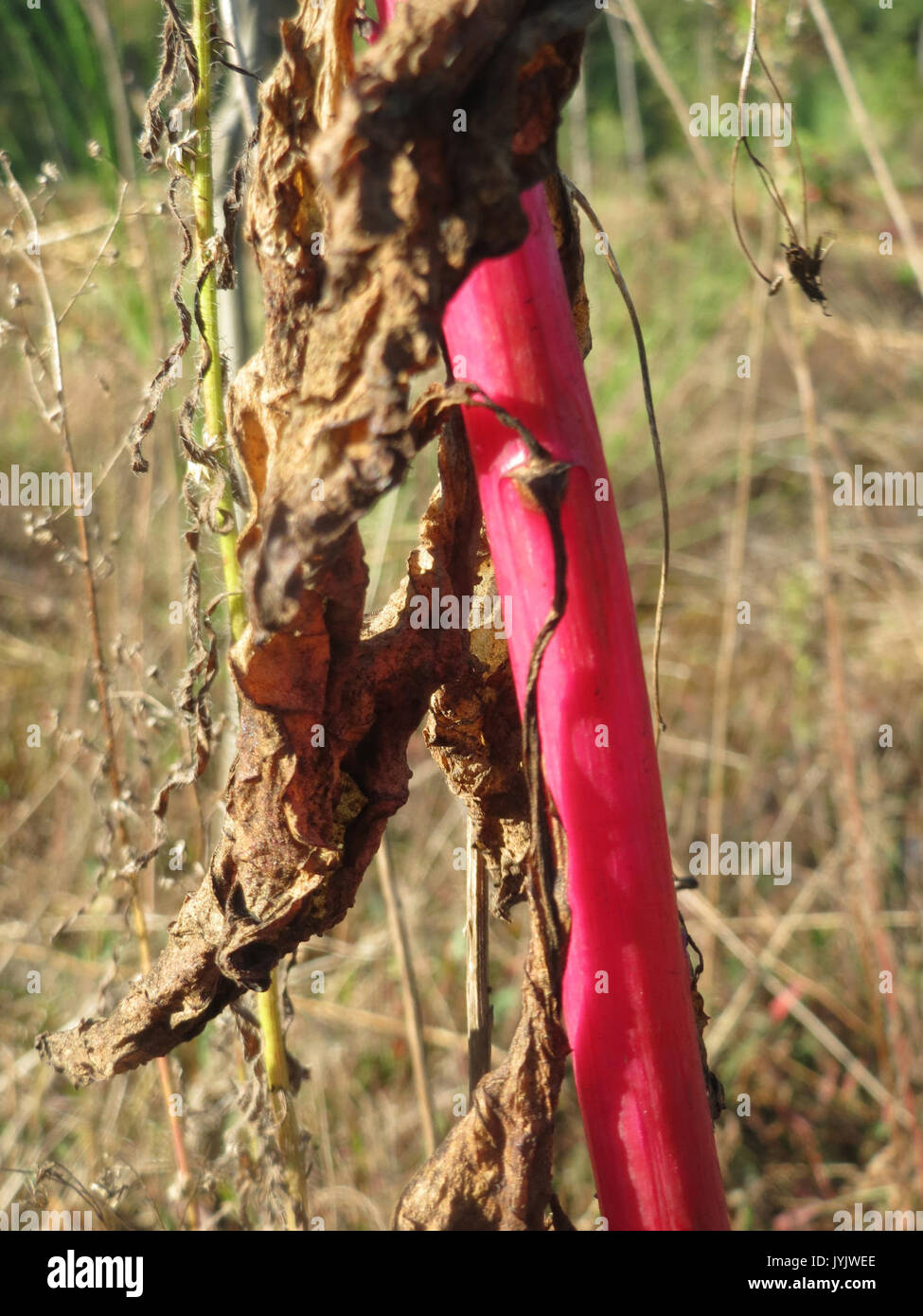 American pokeweed shoots hi-res stock photography and images - Alamy