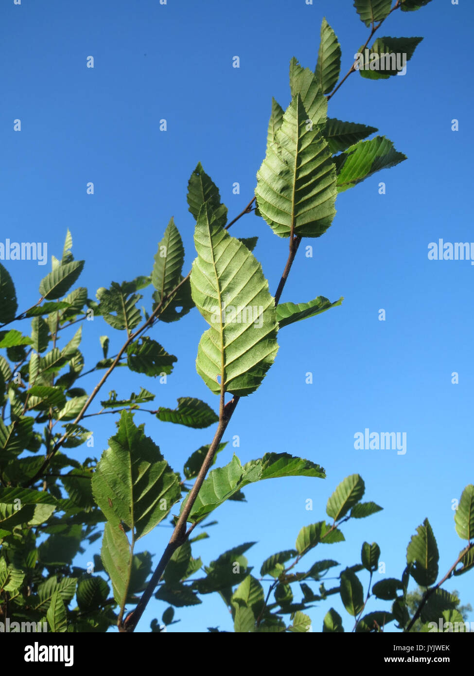 Carpinus genus hi-res stock photography and images - Alamy