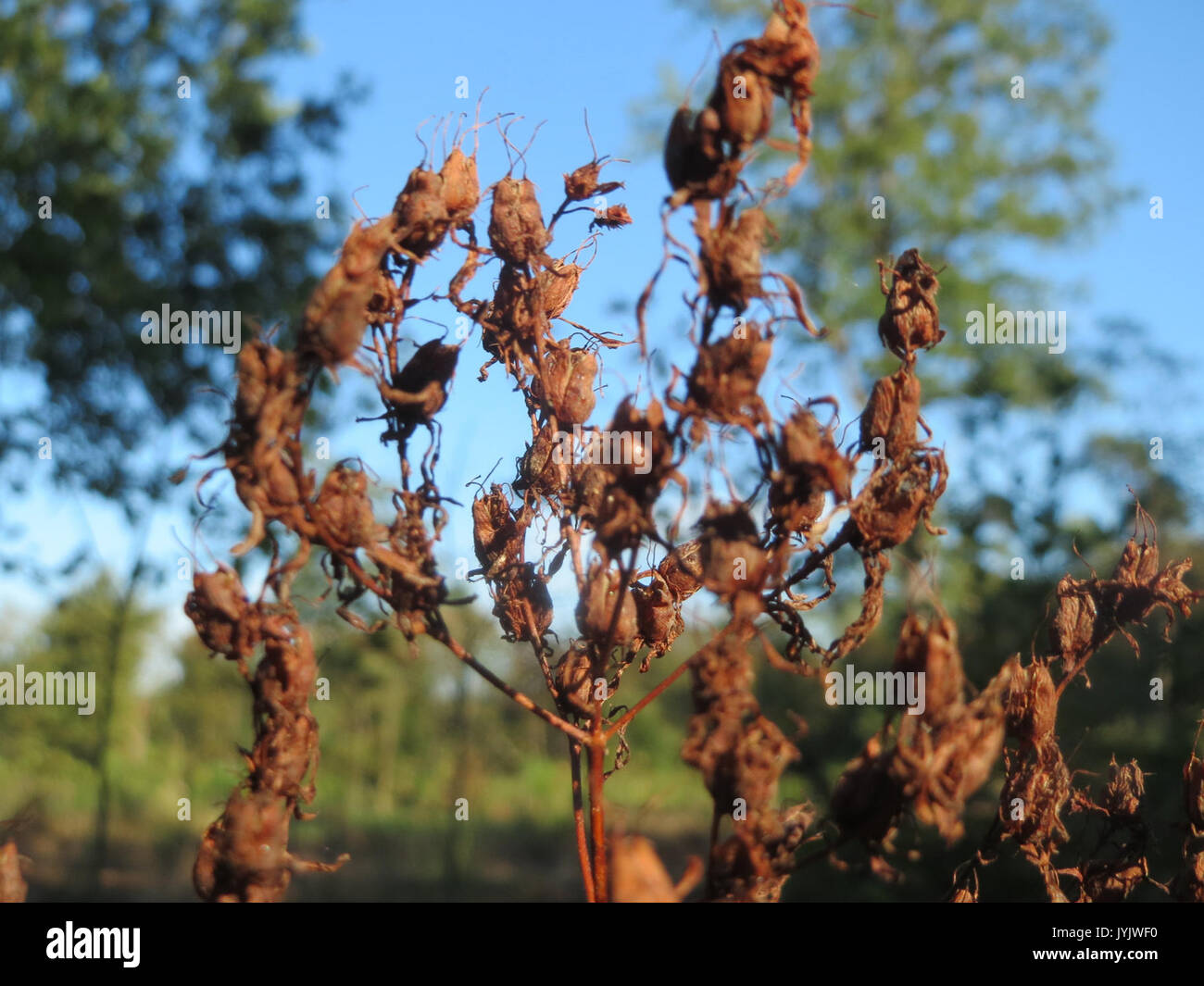 Perforatum hi-res stock photography and images - Alamy