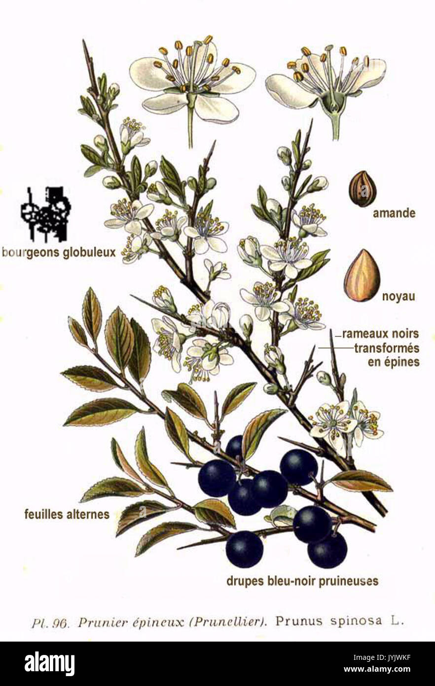 Prunus Spinosa L High Resolution Stock Photography and Images - Alamy