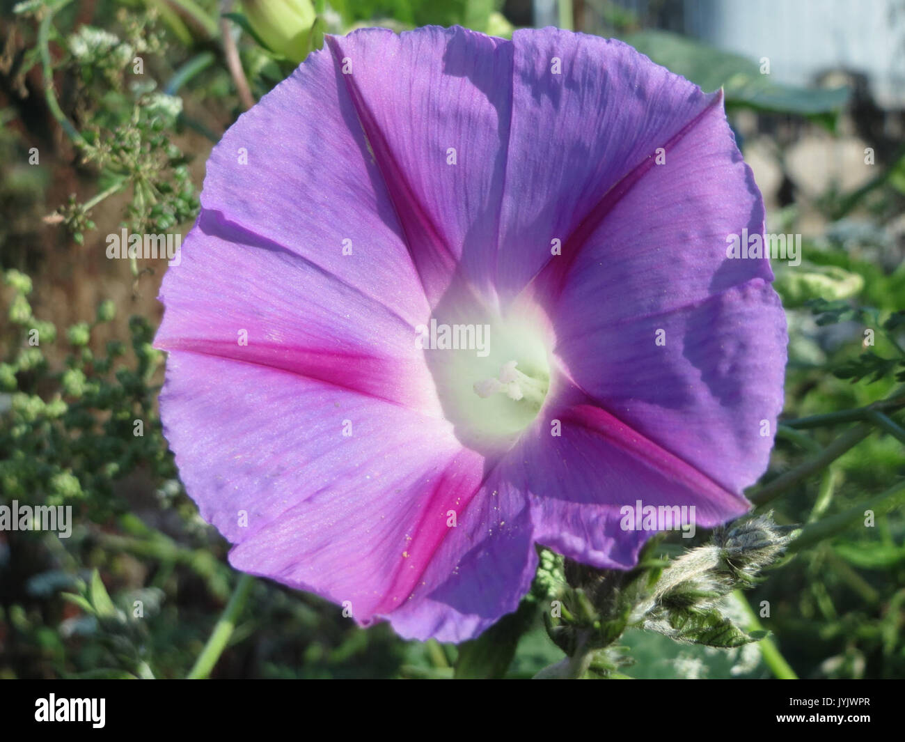 *Ipomoea purpurea*, commonly known as the purple morning glory, is a ...